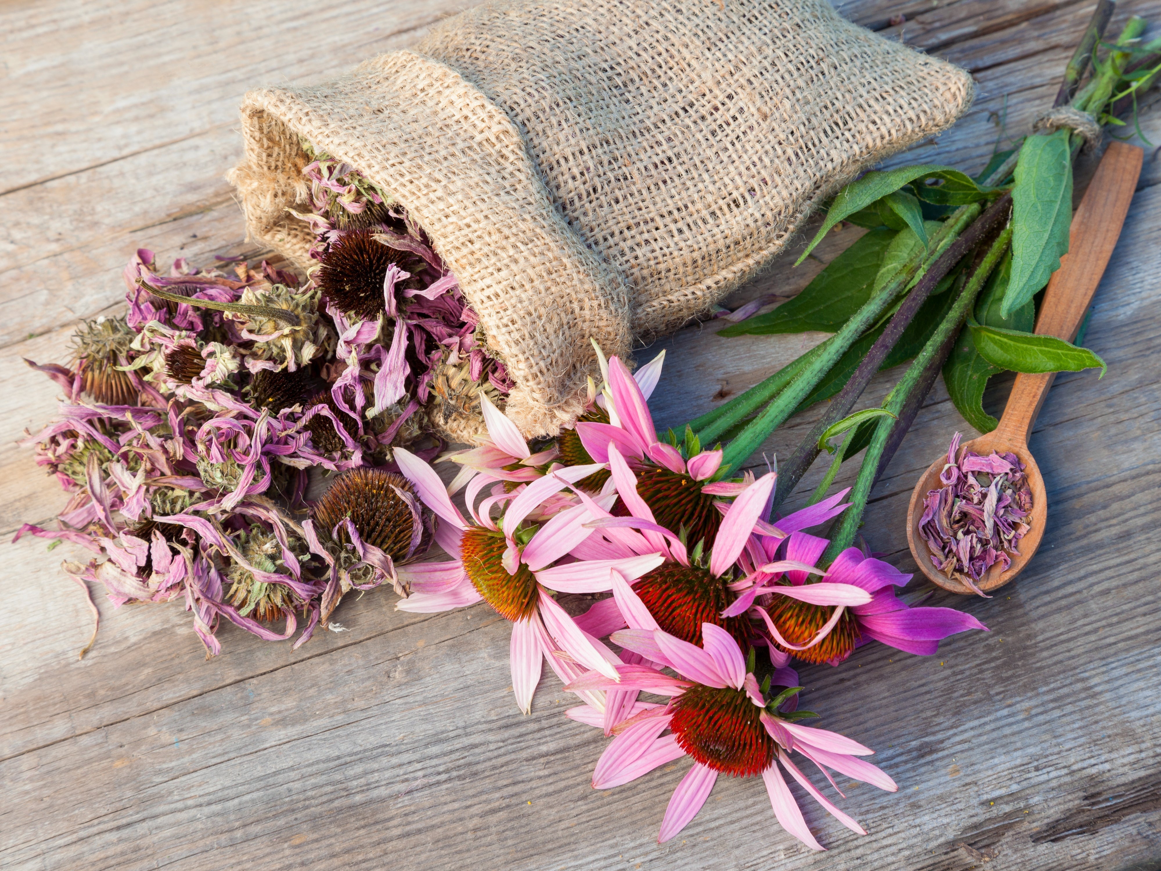 Echinacea, An Awesome Total Body Immune Booster – KUKISTA