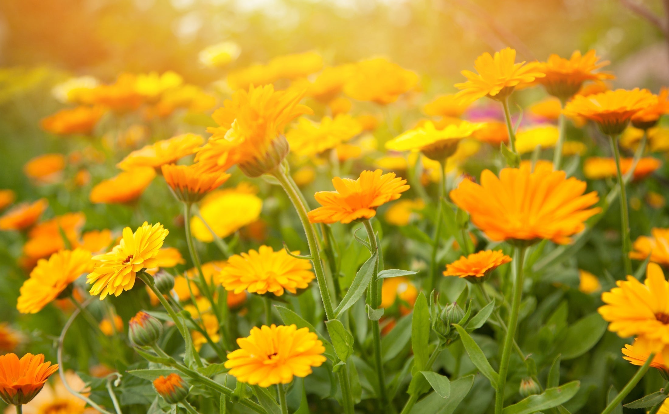 Calendula, the Real Beauty – KUKISTA